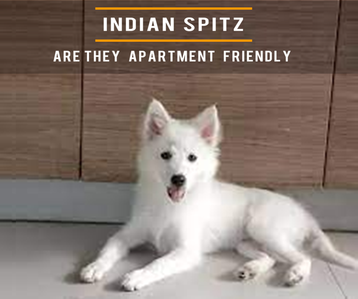 15 Things to Consider Before Owning an Indian Spitz - HubPages