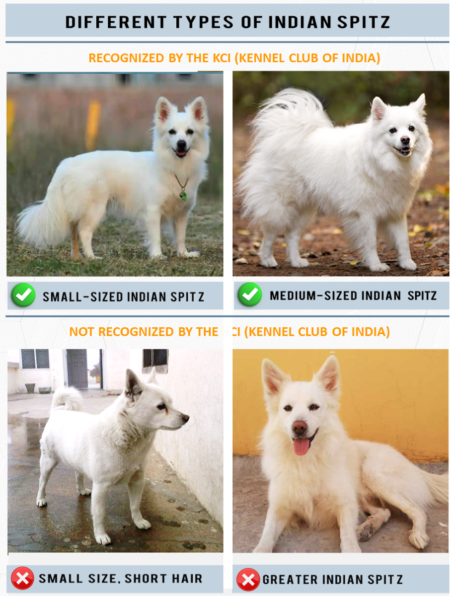 Owning an Indian Spitz – 15 Things To Know About - HubPages