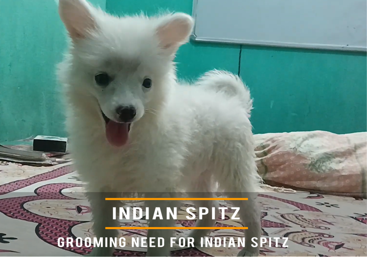 15 Things to Consider Before Owning an Indian Spitz - HubPages