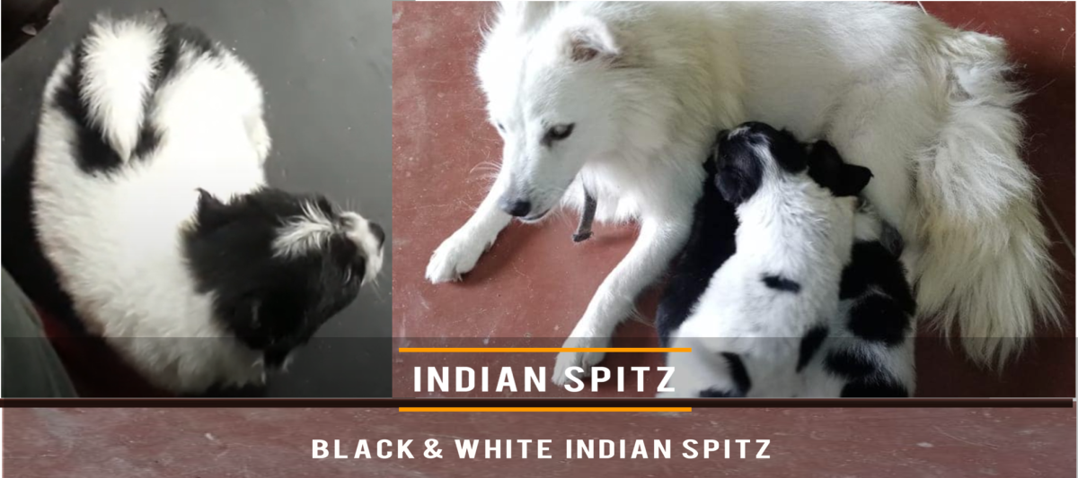 15 Things to Consider Before Owning an Indian Spitz - HubPages