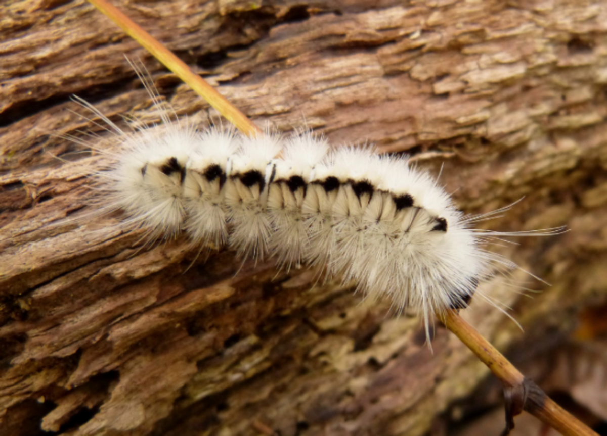 These Weird Caterpillars Will Make You Smile or Scream - HubPages