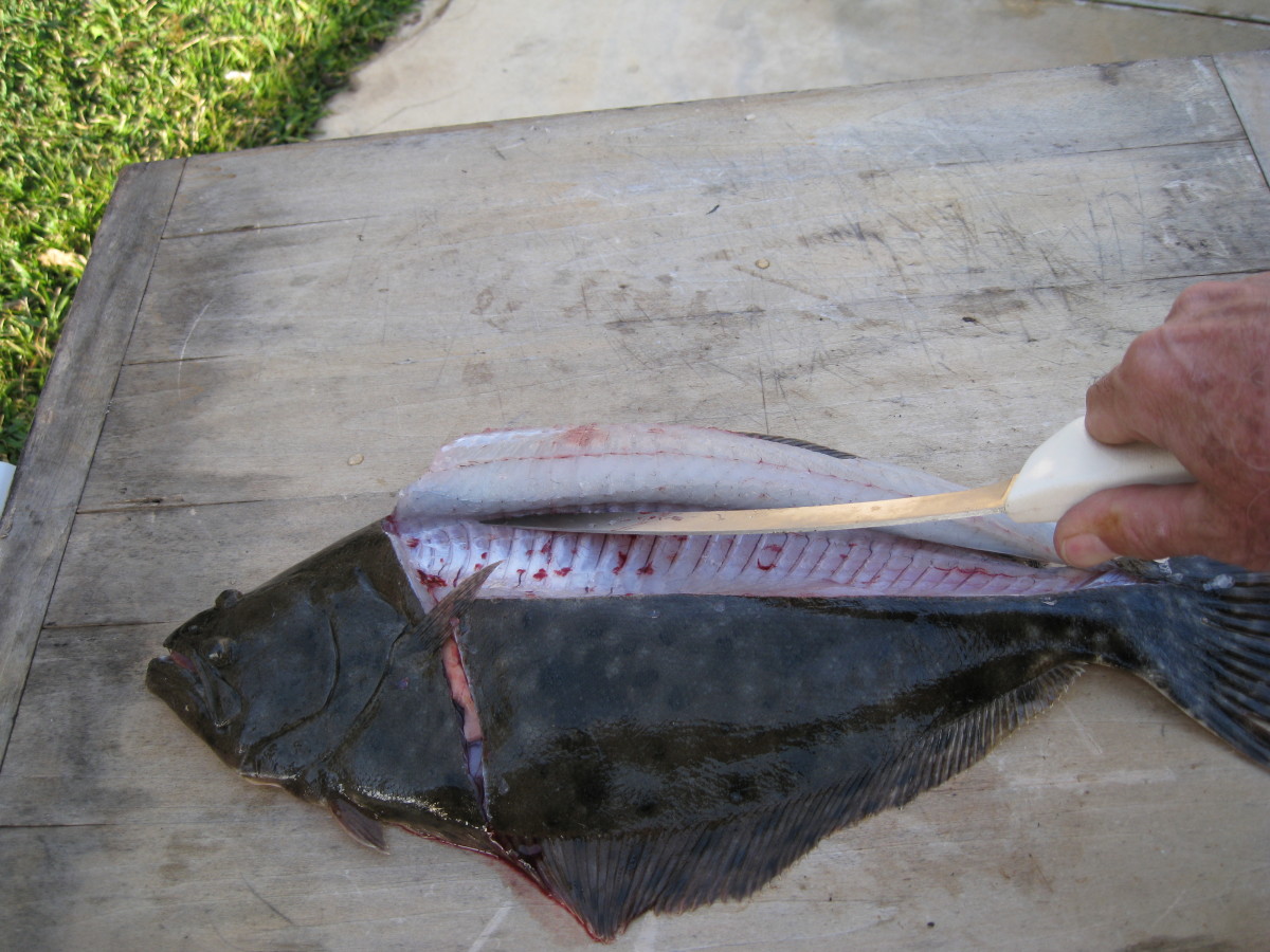 How to Clean and Filet a Flounder - HubPages