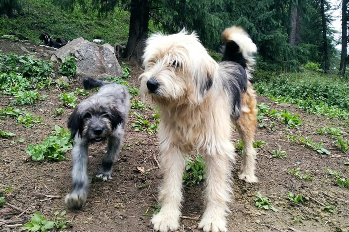 Seven Indian Dog Breeds - Available For Free Adoption - HubPages