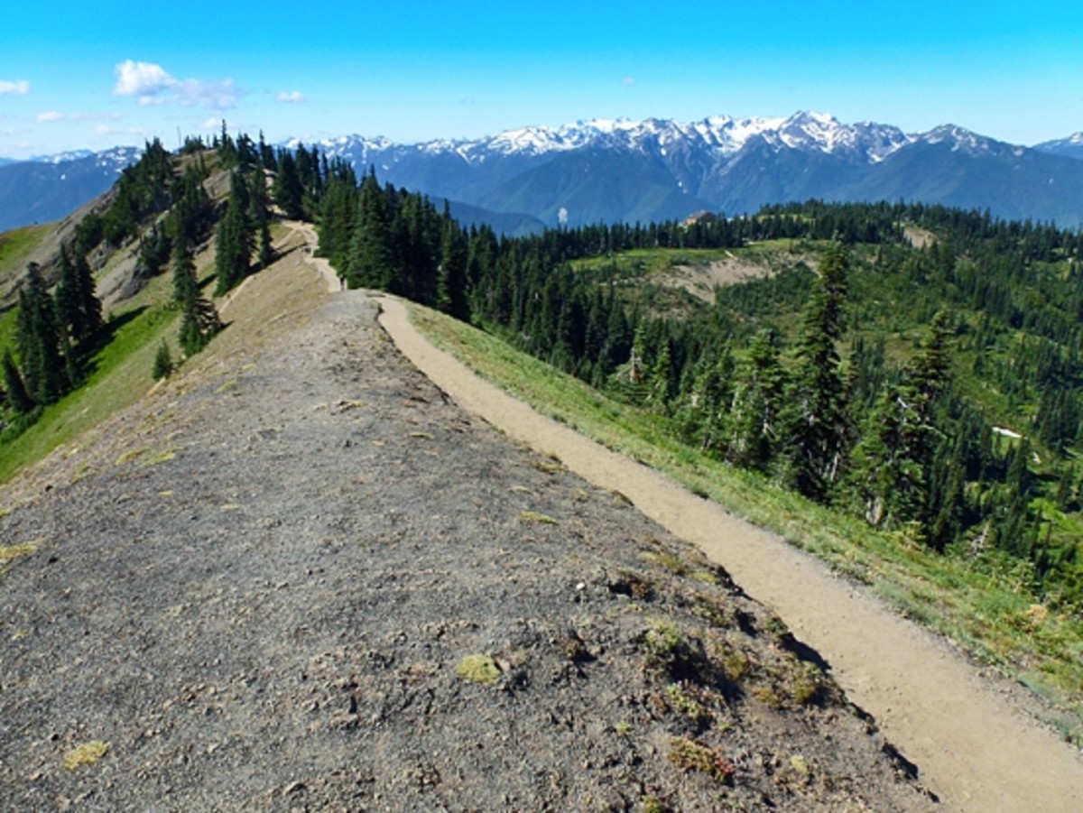 Explore Olympic National Park: A Comprehensive Guide - HubPages