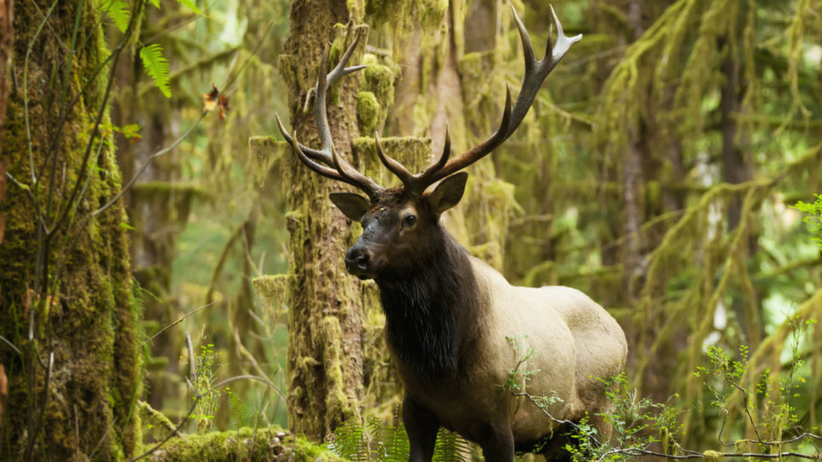 Explore Olympic National Park: A Comprehensive Guide - HubPages