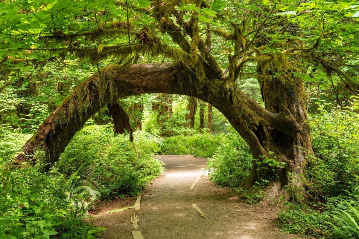 Explore Olympic National Park: A Comprehensive Guide - HubPages