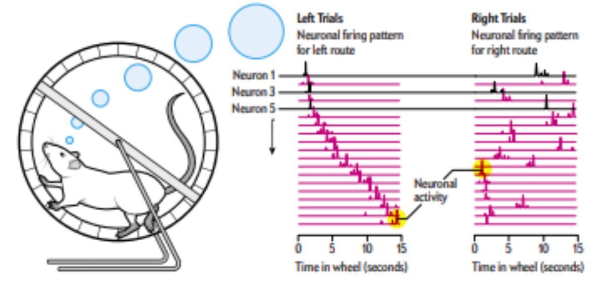 How Does the Brain Build Reality Using Modules and the Inside-Out Framework Model? - HubPages