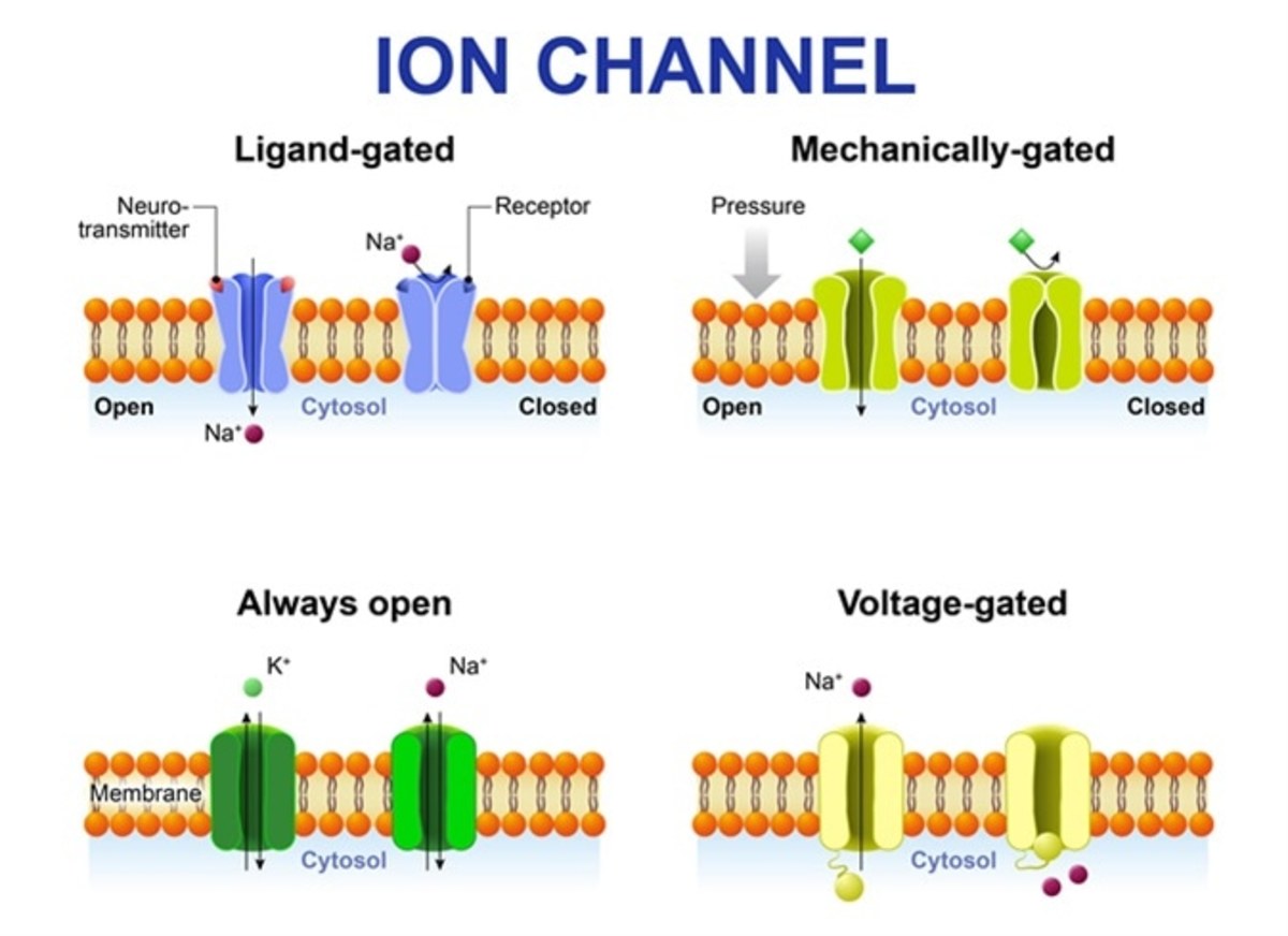 How Do Ions Facilitate Action Potentials of Brain Cells? - HubPages