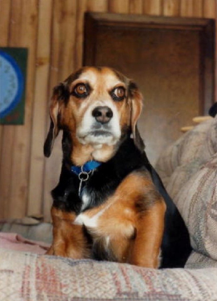 Original Poem: "Alex as Artist" and Prose Commentary - HubPages