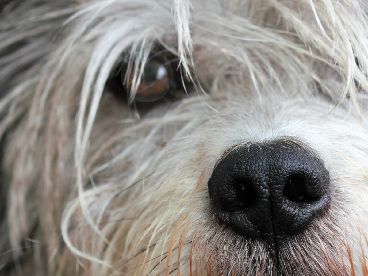 What To Do If Your Dog s Eye Turns Cloudy Suddenly PetHelpful