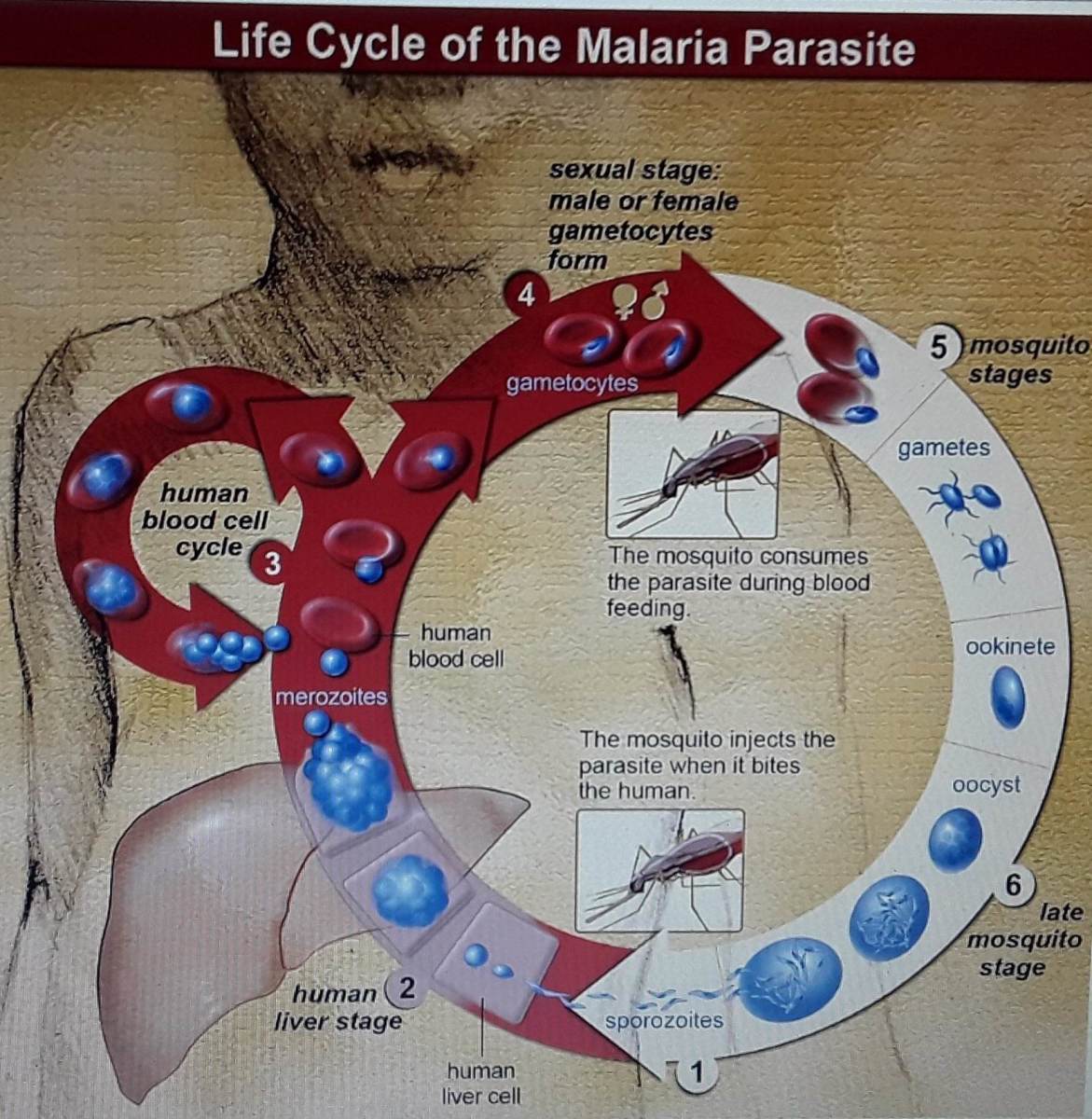 Time to Learn The Danger of Malaria And How to Protect You And Your Loved Ones - HubPages