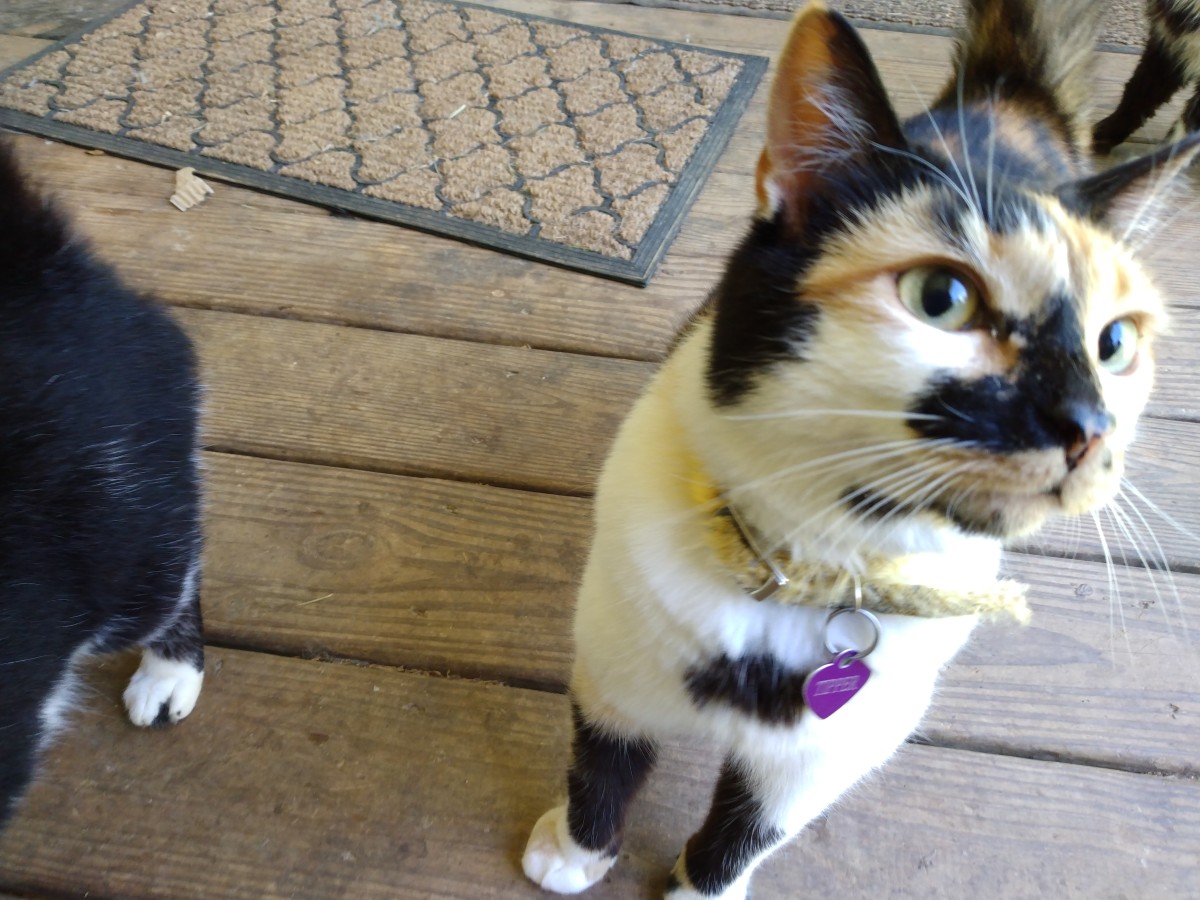 How to Bell Train Your Cat - HubPages