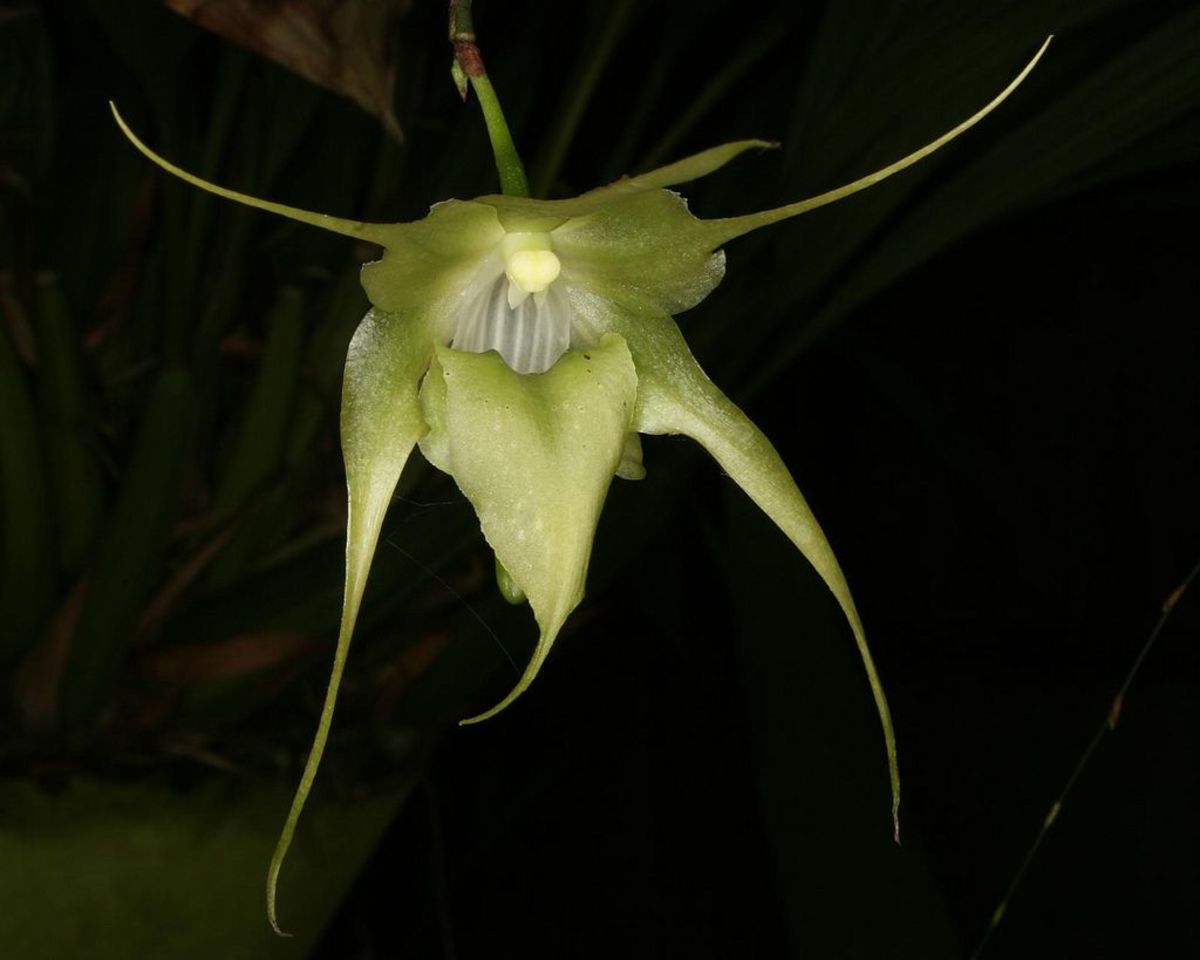 The Endemic Orchids of Madagascar - HubPages