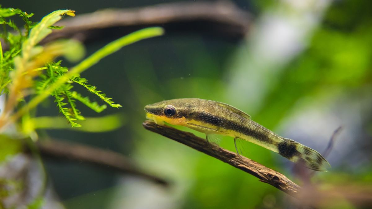 Top 10 Low-Maintenance Tropical Fish That Are Easy to Care For - HubPages