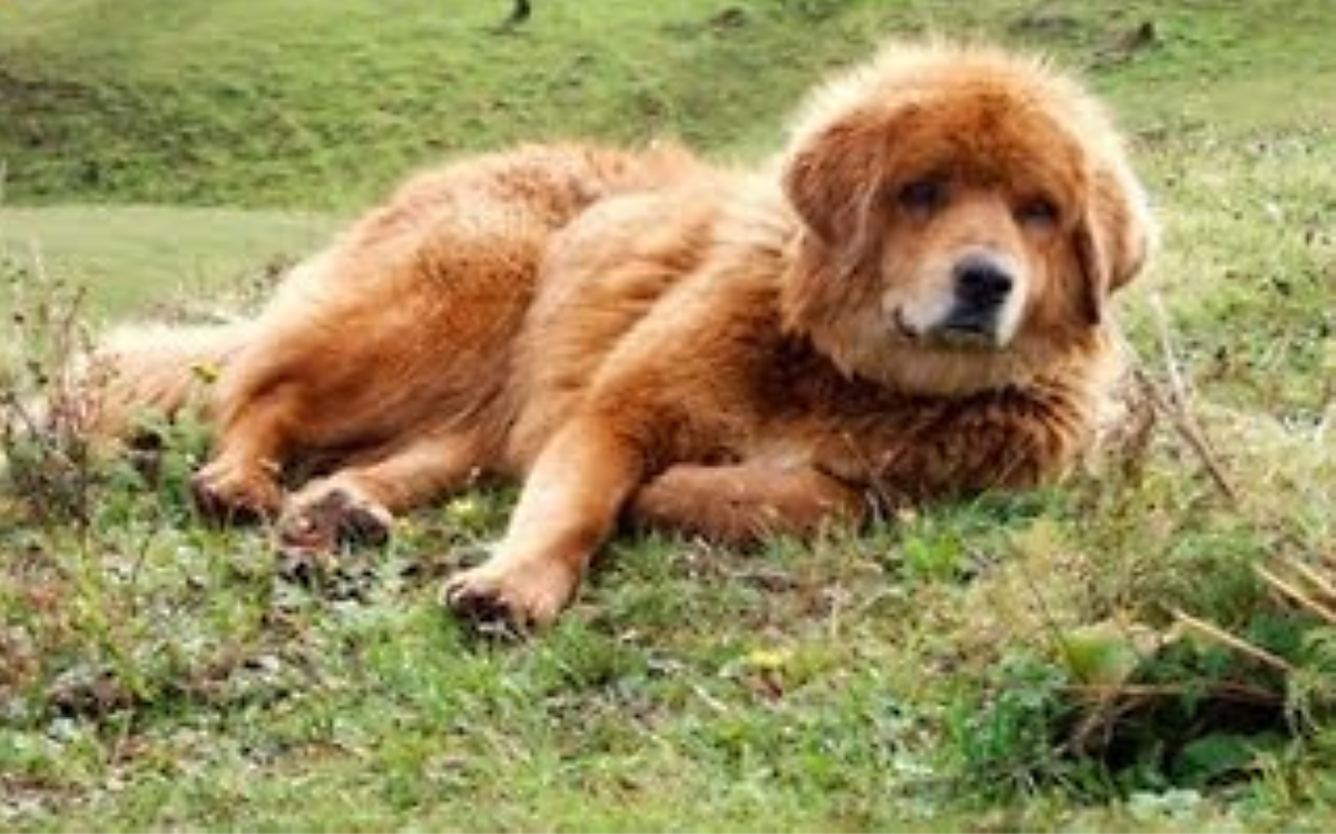 11 Dog Breeds Like the Golden Retriever - HubPages