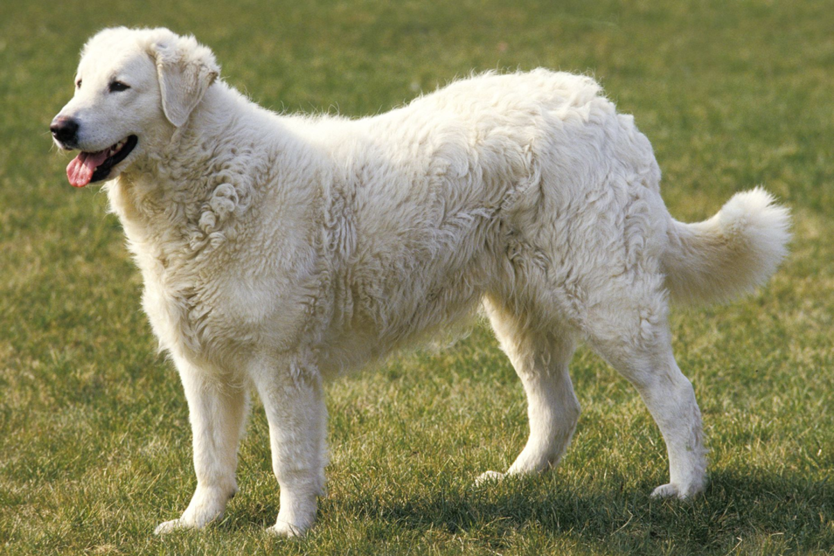 11 Dog Breeds Like the Golden Retriever - HubPages