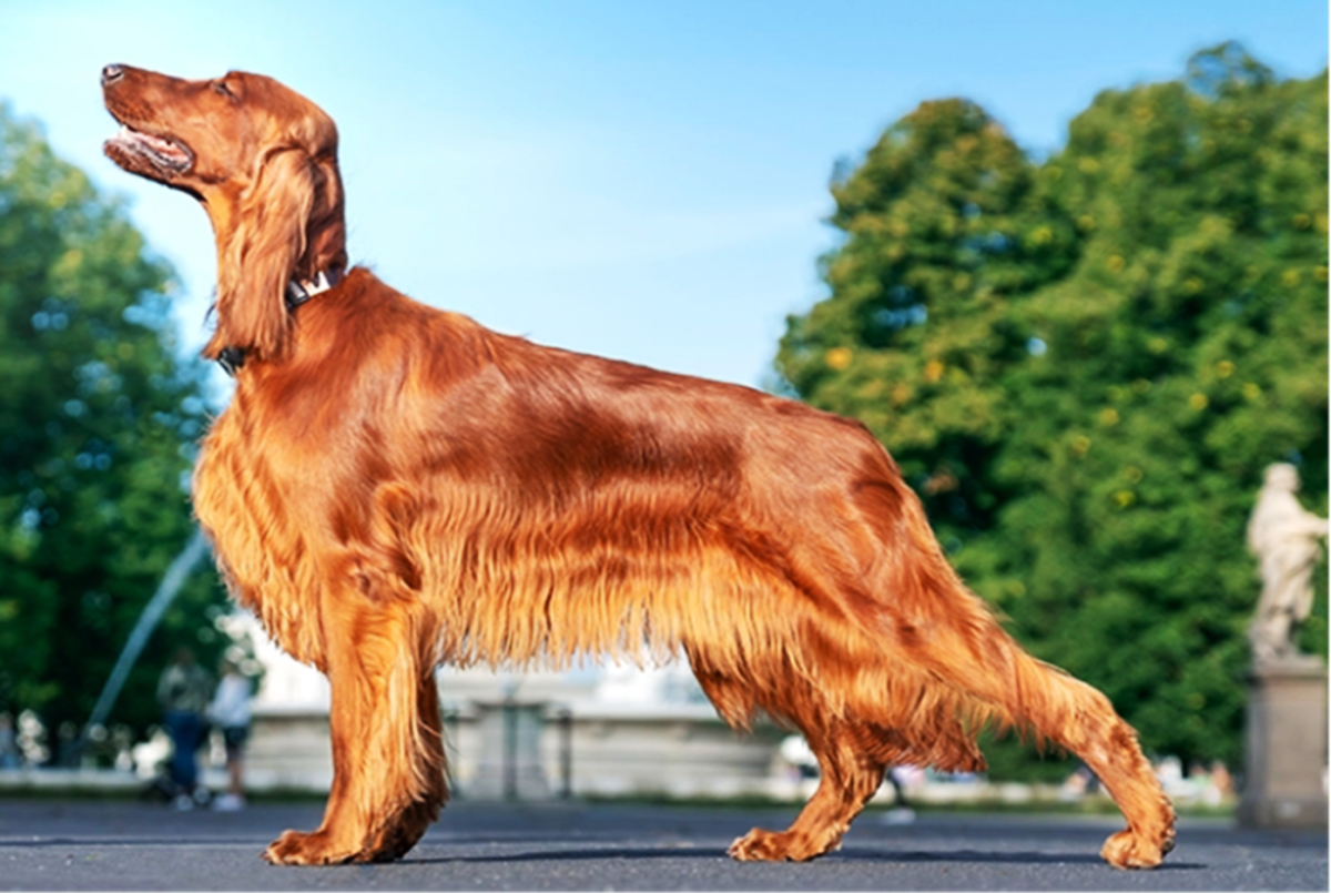 11 Dog Breeds Like the Golden Retriever - HubPages