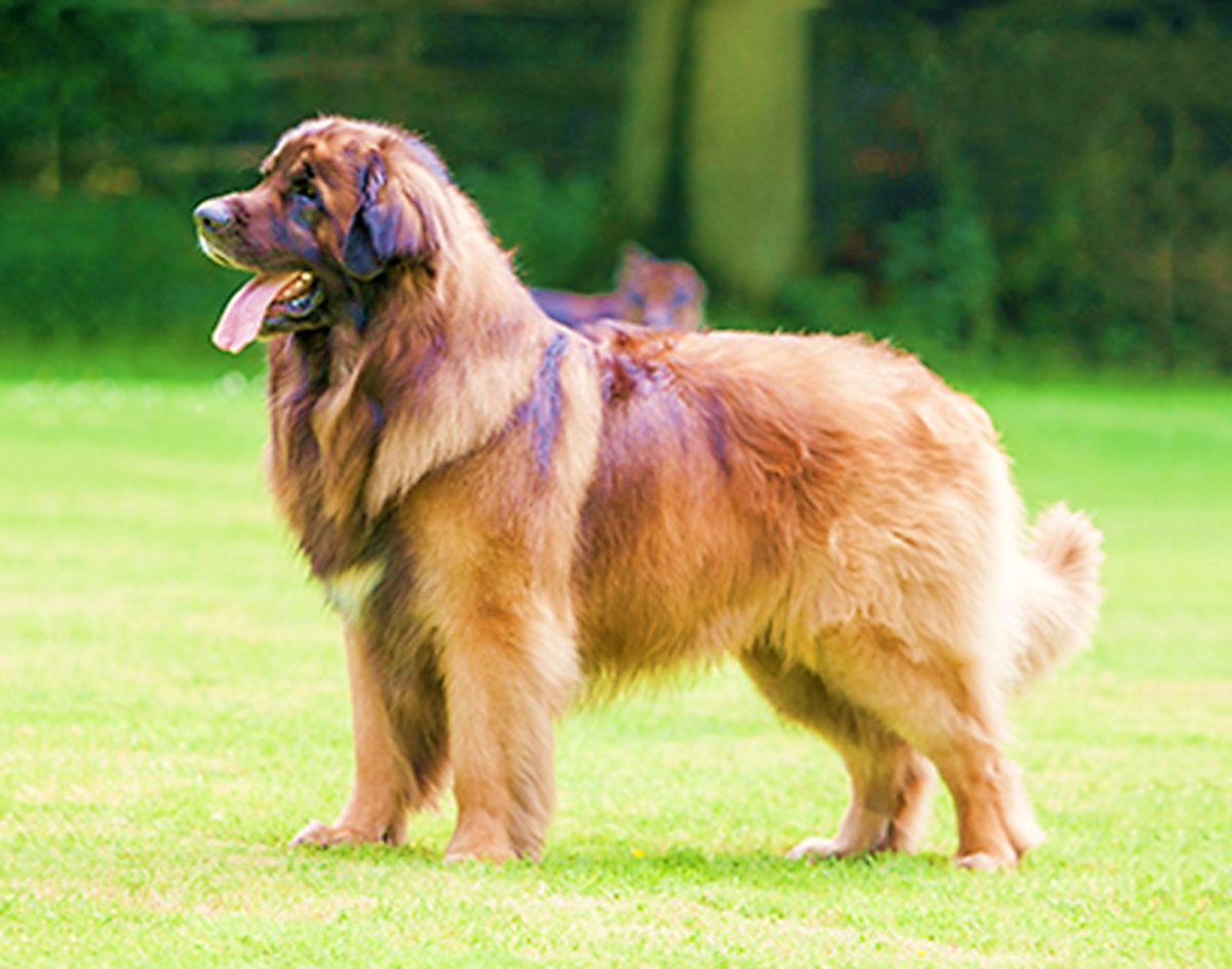 11 Dog Breeds Like the Golden Retriever - HubPages