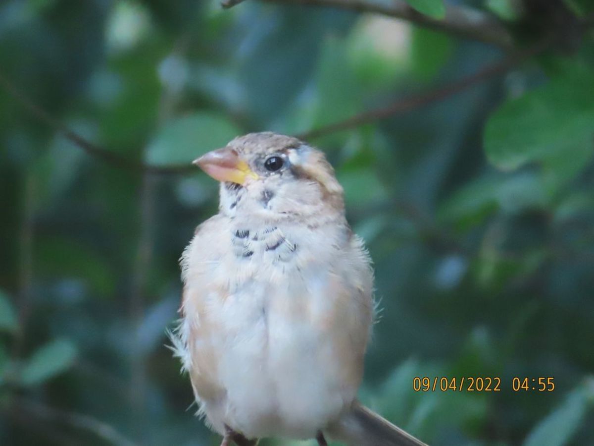 My Experience With Atrial Fibrillation (AFib) and Ablation - HubPages