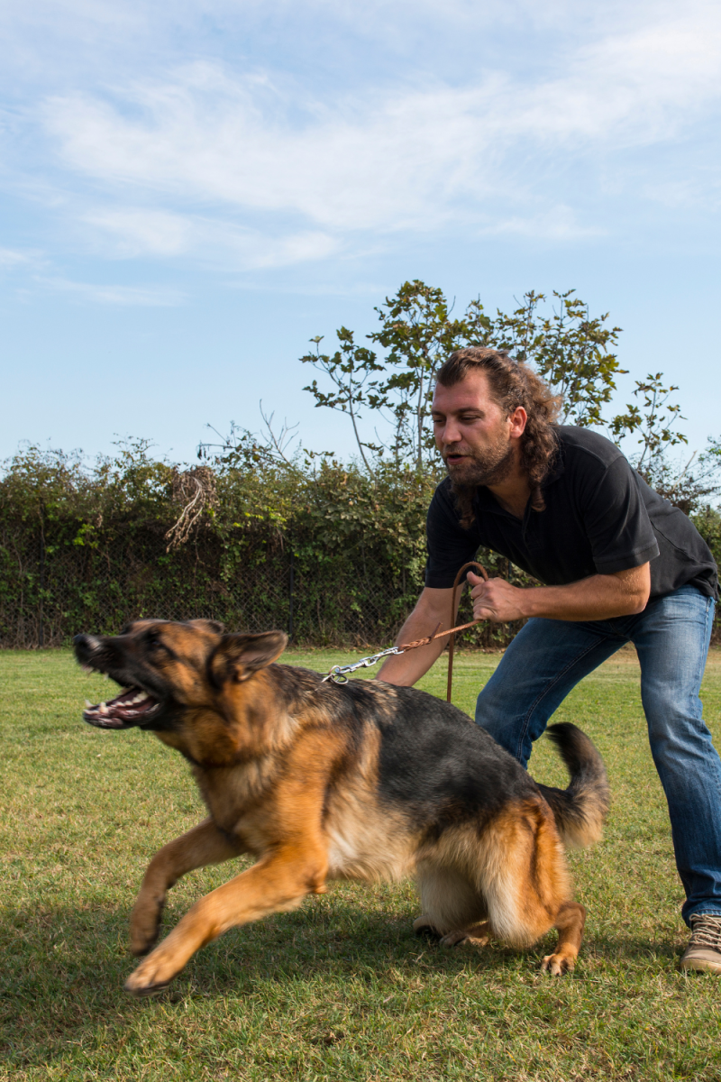 Cavaletti for Dogs: A Fun Way to Boost Their Fitness Levels - HubPages