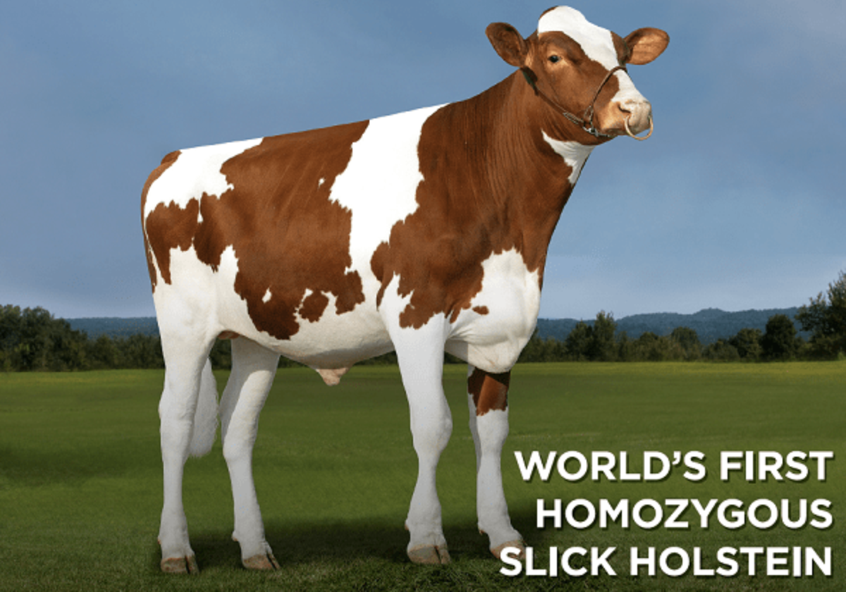 "Molecular Scissors" Used to Create Gene-Edited Food - HubPages