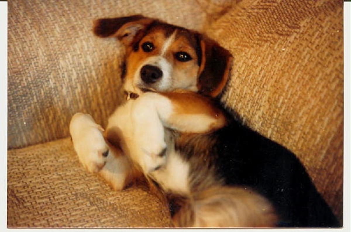 Original Poem: "Wendell's Heart" and Prose Commentary - HubPages