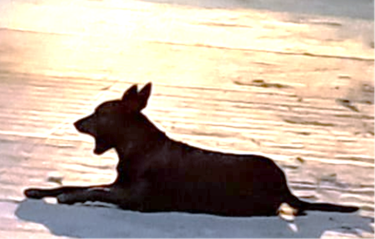 Soneri Kutta Dogs: Breed Information, Facts and Characteristics - HubPages