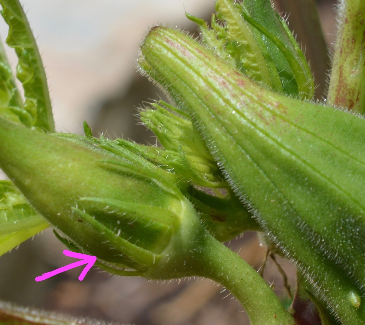 How to Grow Okra - HubPages