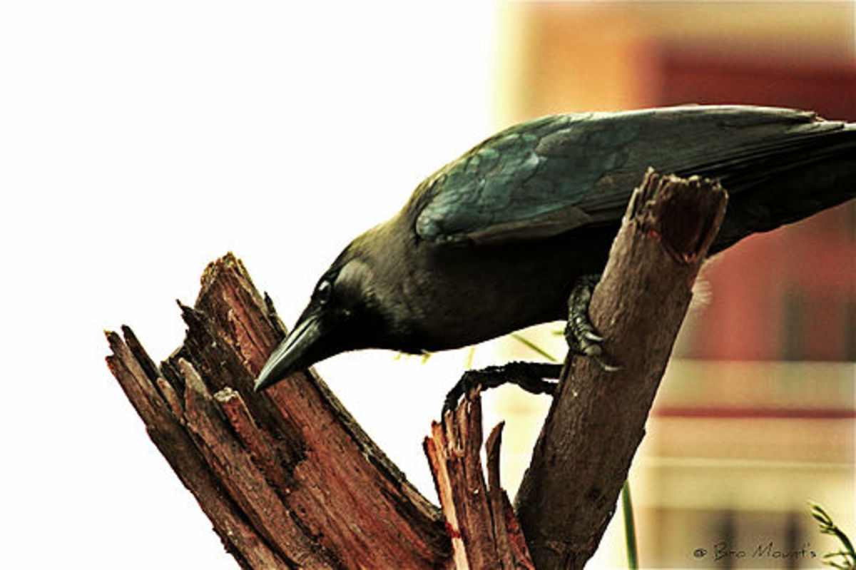 The Secret World of Crows - HubPages