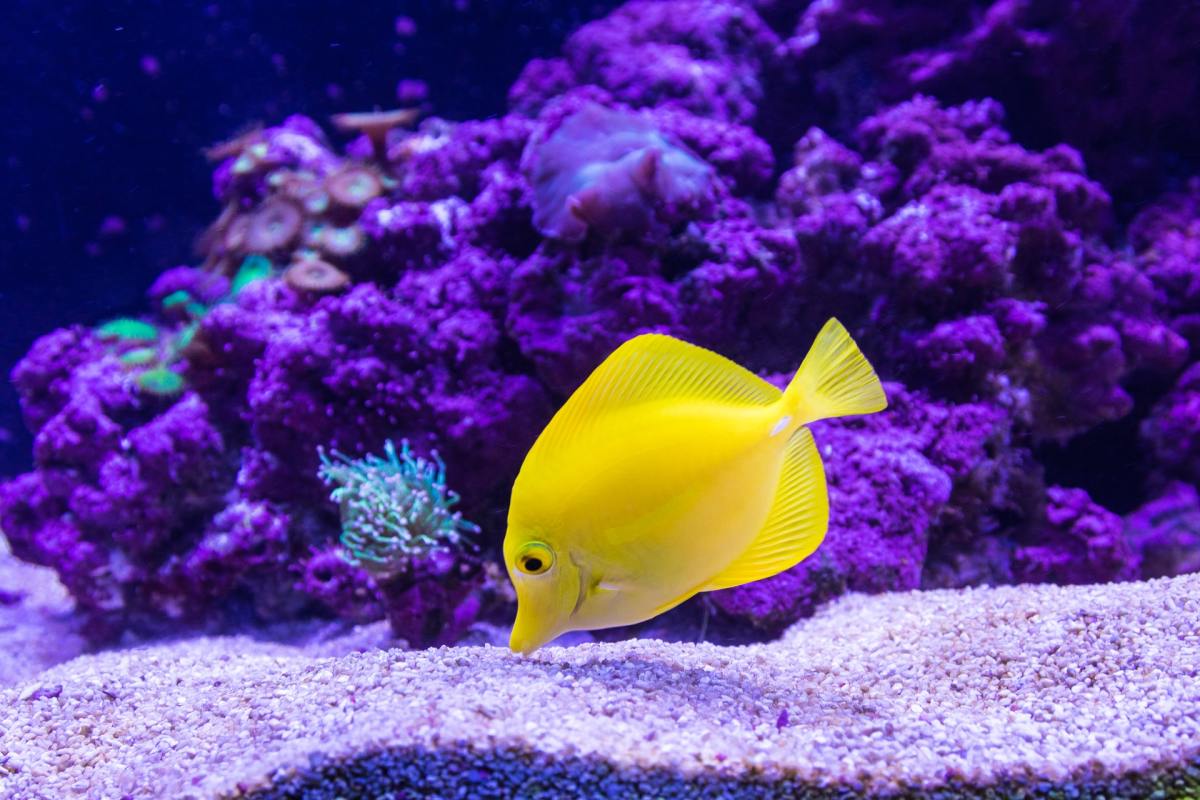 Is It Cruel To Keep Fish In A Tank PetHelpful is-it-cruel-to-keep-fish-in-a-tank-pethelpful