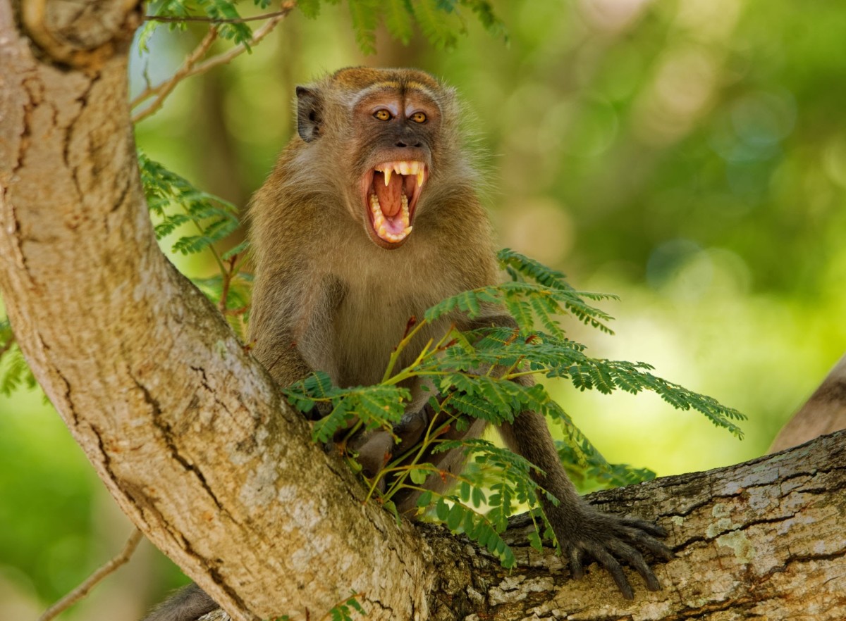 Characteristics of Monkeys - HubPages