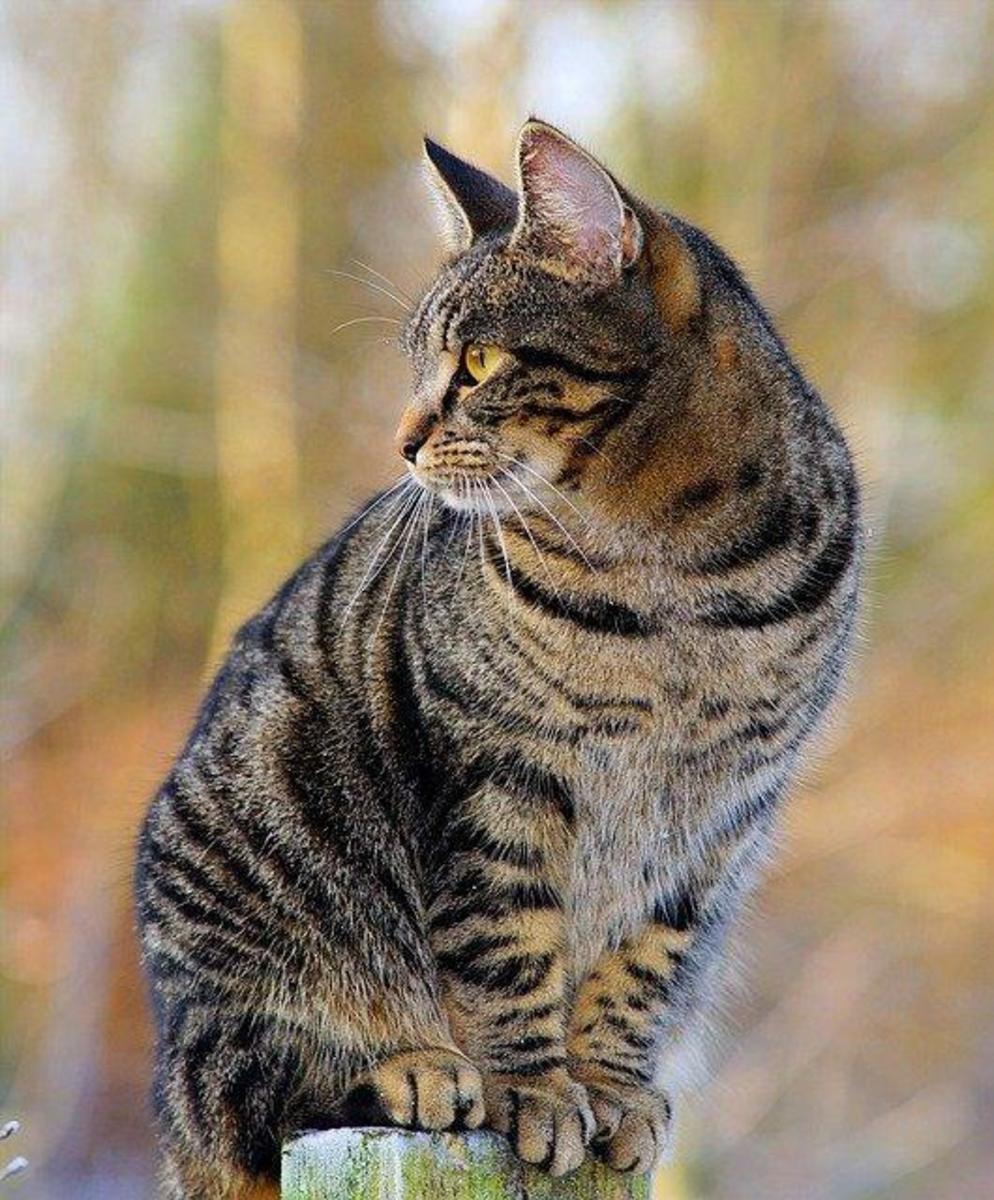Most Popular Cat Breed-Tabby Cat - HubPages
