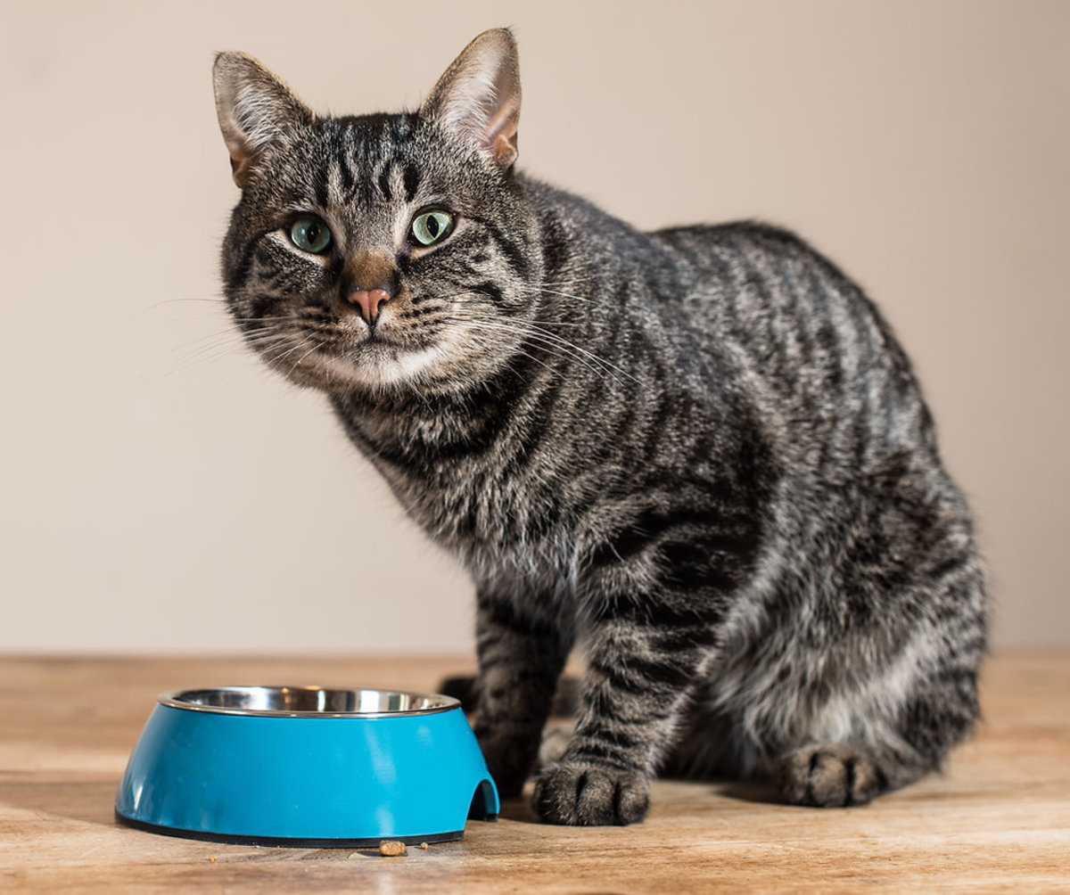 Most Popular Cat Breed-Tabby Cat - HubPages