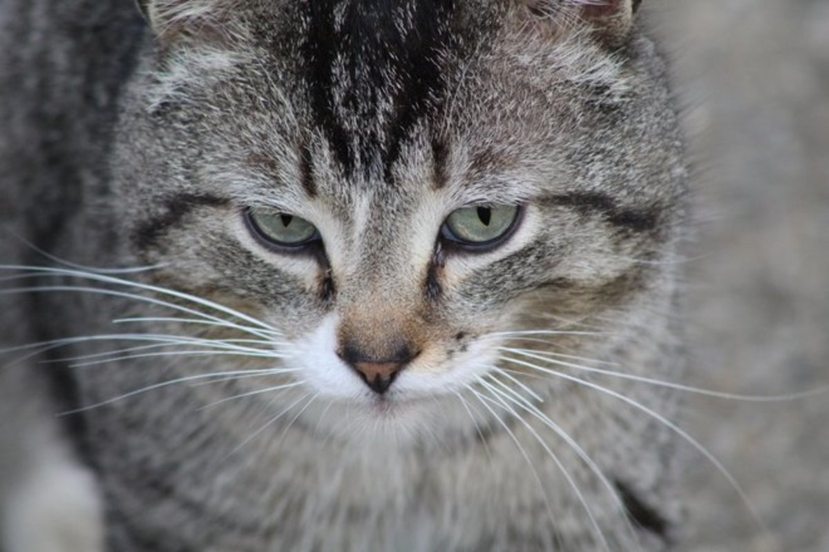 Most Popular Cat Breed-Tabby Cat - HubPages