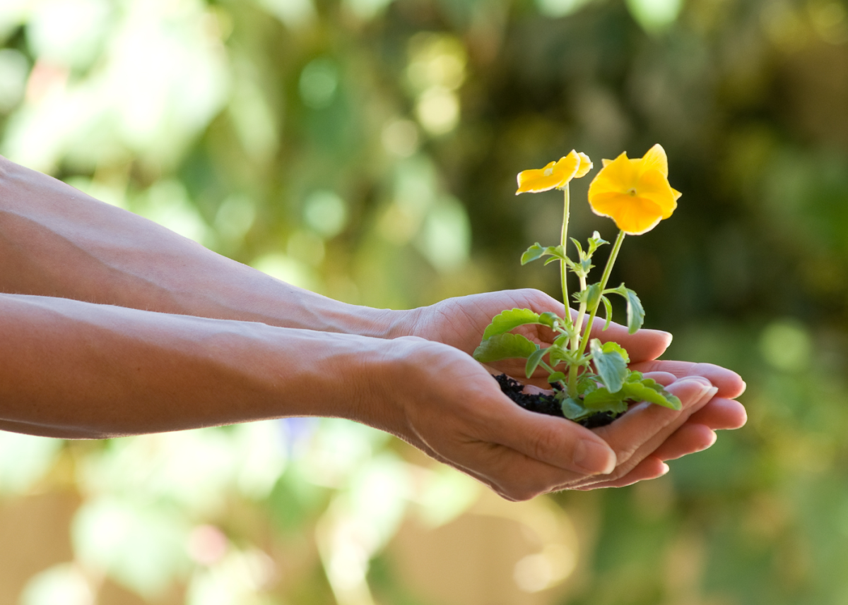 Bartering: A Frugal and Environmentally Conscious Lifestyle Choice ...