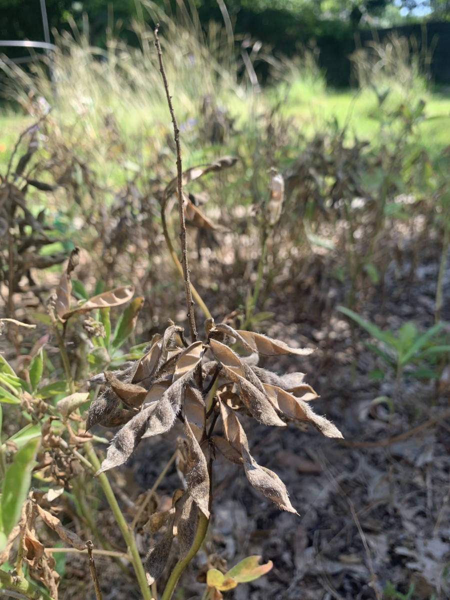 Seed Saving 101 - HubPages