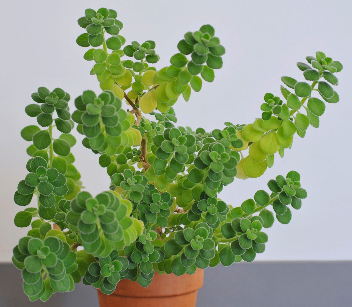 Panikoorka: A Natural Remedy for Colds, Fevers, and Common Ailments ...