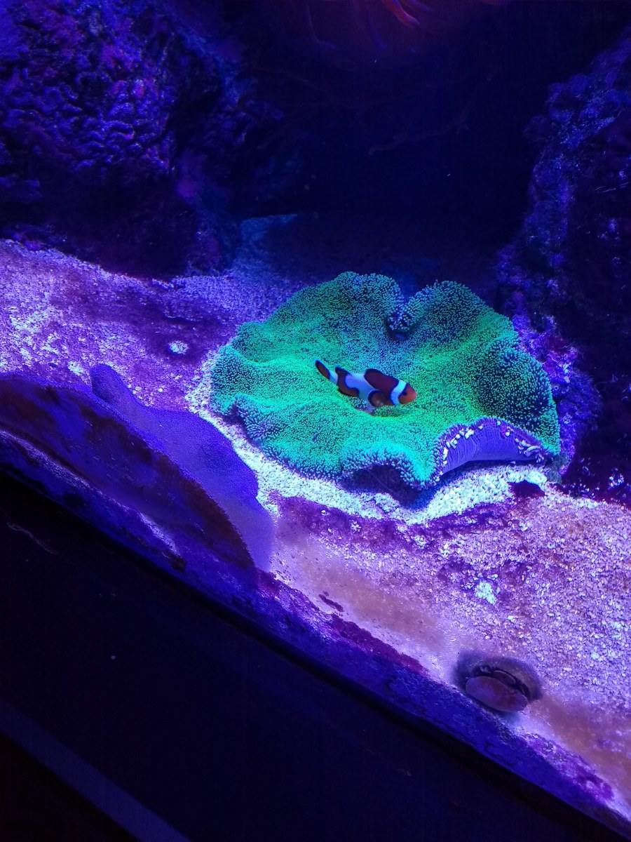 Discover the Wonders of the Sea at the Shedd Aquarium - HubPages