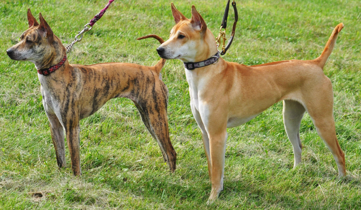 The 3 Ridgeback Dog Breeds: Rhodesian, Thai, and Phu Quoc - HubPages