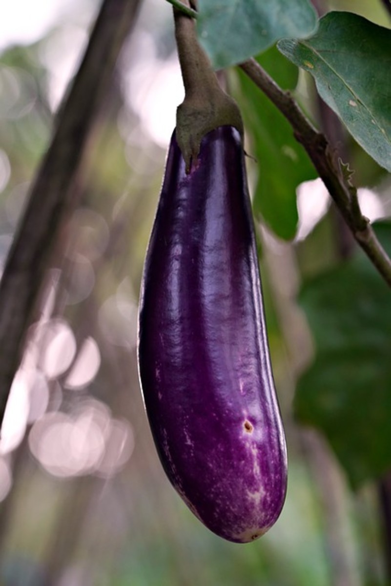 How to Grow Eggplant Successfully: The Ultimate Guide - Dengarden How to Grow Eggplant Successfully: The Ultimate Guide - Dengarden