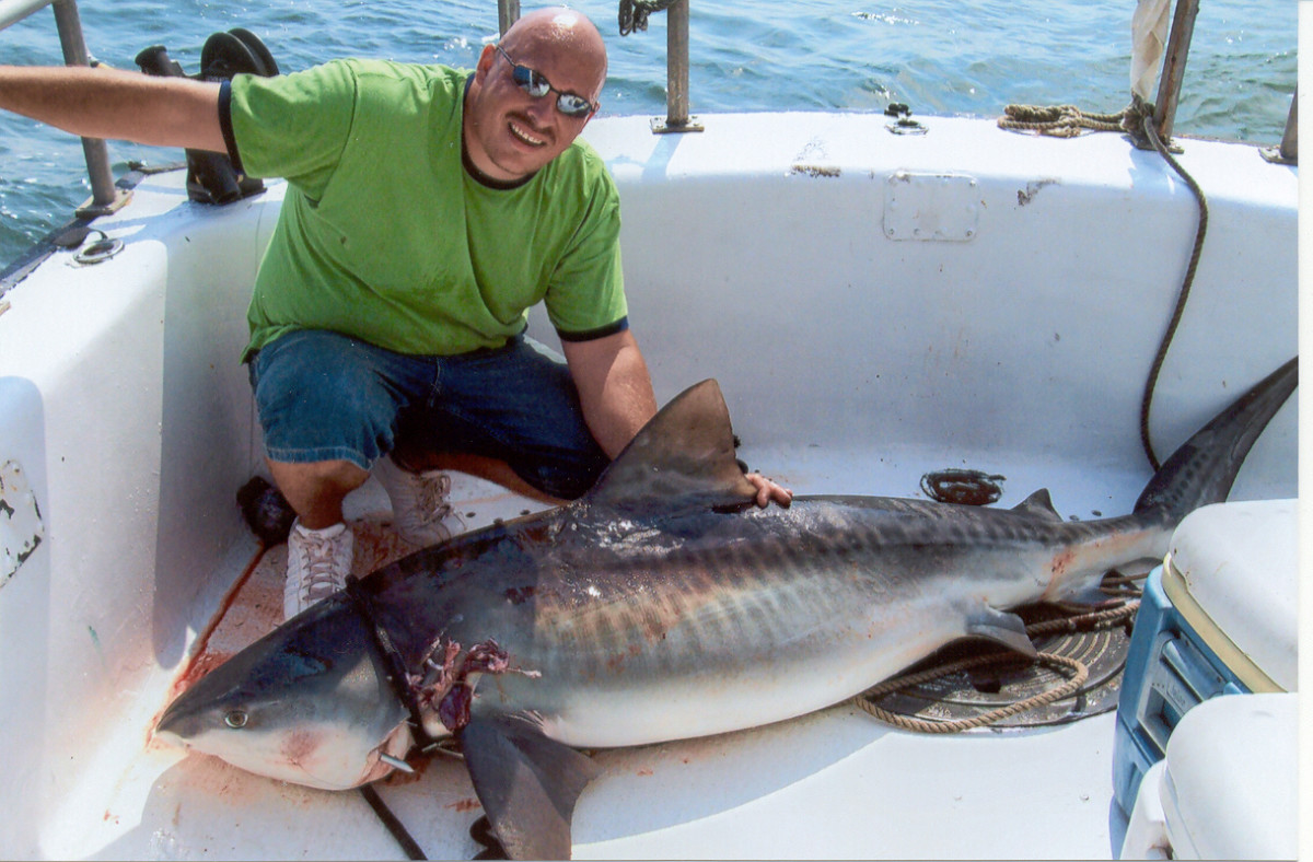 Shark Alley: How to Fish for Sharks - HubPages