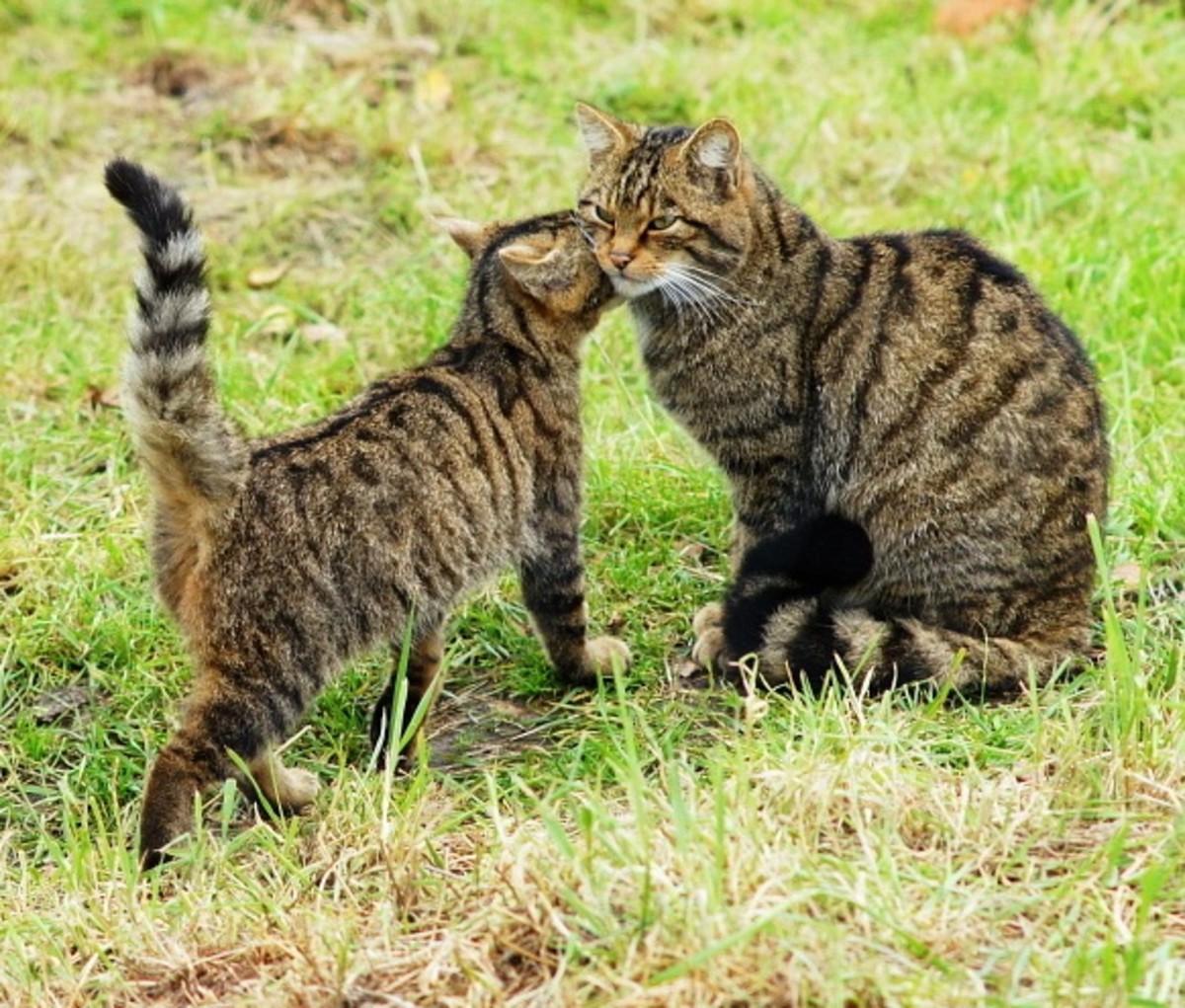 The Evolution of Cats and Their Relationship with Humans - HubPages