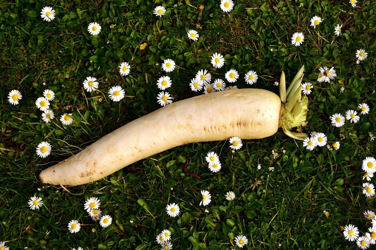 15+ Vegetable Names in Romanian With Pictures - HubPages