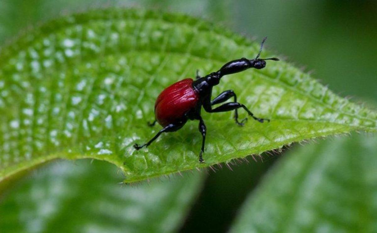 Interesting Facts About the Giraffe Weevil of Madagascar - HubPages