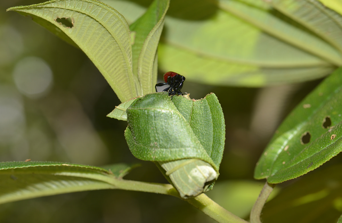 Interesting Facts About the Giraffe Weevil of Madagascar - HubPages