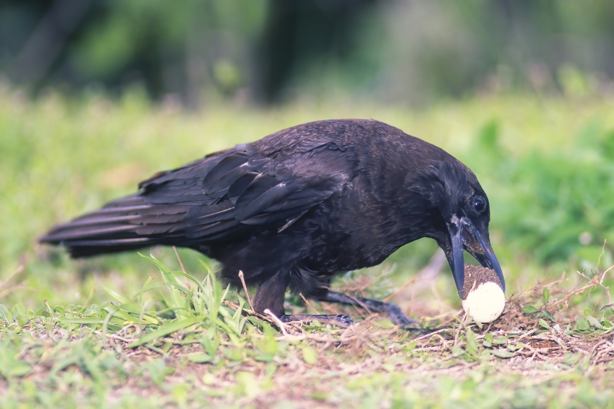Crows Befriend Woman, Leave Her Very Suspicious Gift - HubPages