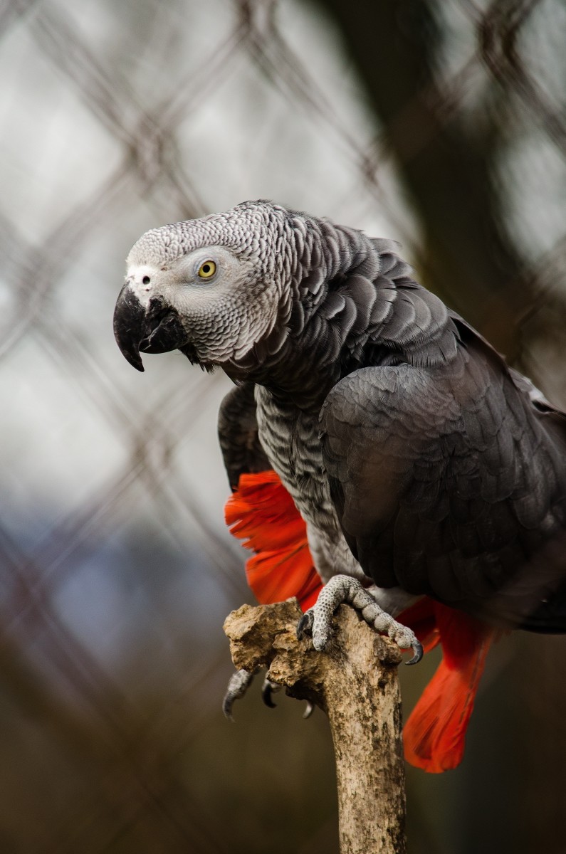 Pamper Your African Grey Parrot - HubPages