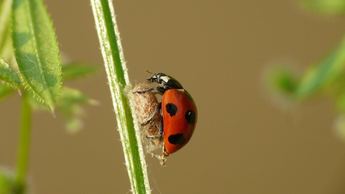 How the Green-Eyed Wasp Turns Ladybugs Into Paralyzed Babysitters ...
