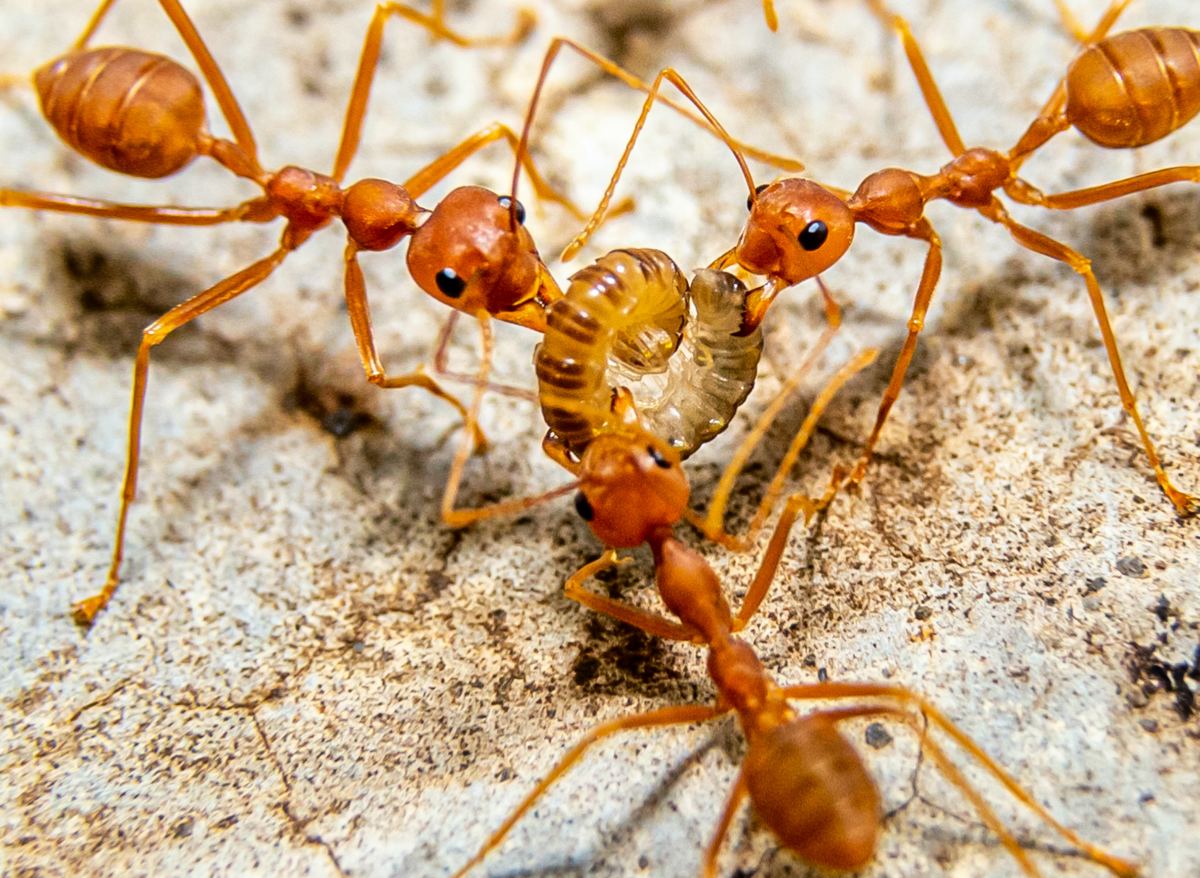 The Powerful Mandibles of Trap-Jaw Ants Capture Prey at Lightning Speed ...