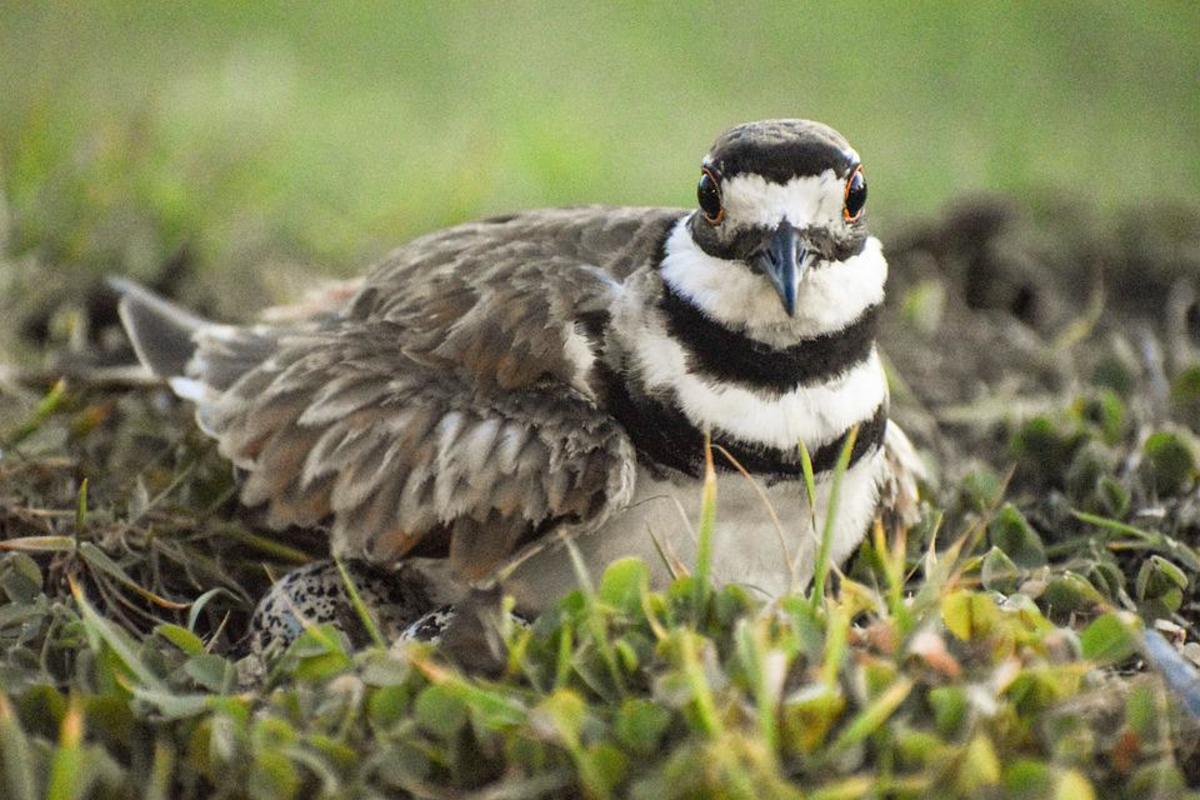 The Kildeer and the Tractor. - HubPages